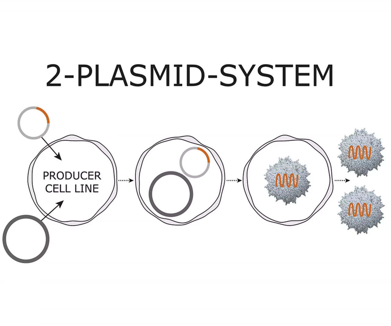 New tools to support AAV manufacturing – PlasmidFactory GmbH